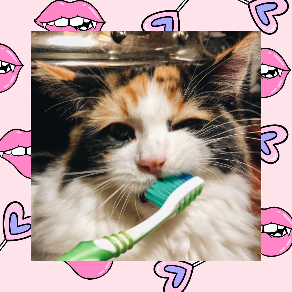 Brush Your Teeth – Official Cat Lady