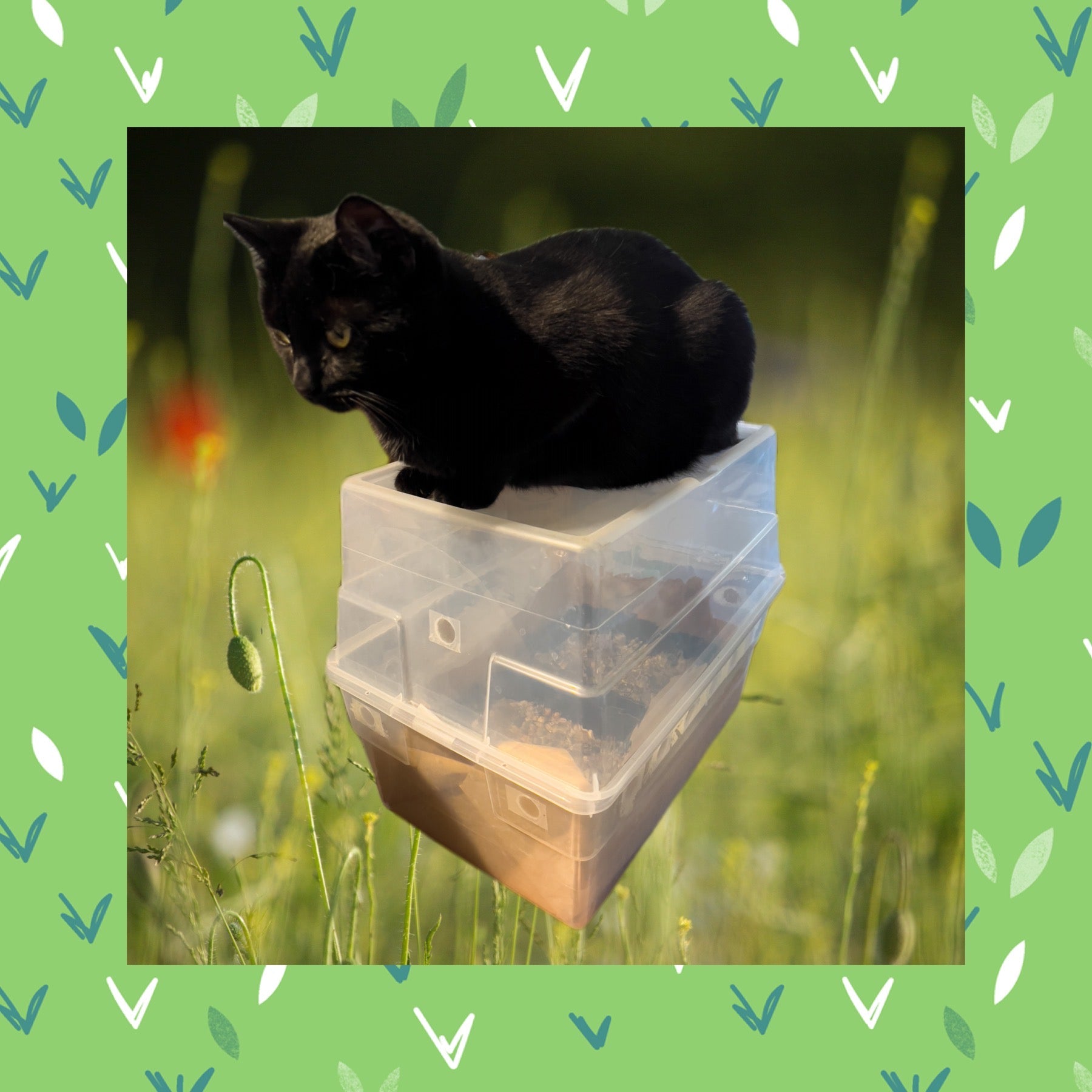 Keep on Growin' On – Official Cat Lady