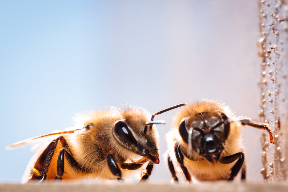 Store – Official Cat Lady